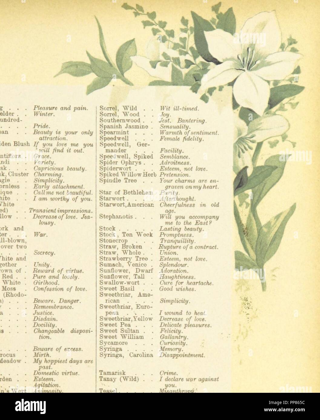 Artistic language flowers illustrations image hi-res stock photography ...