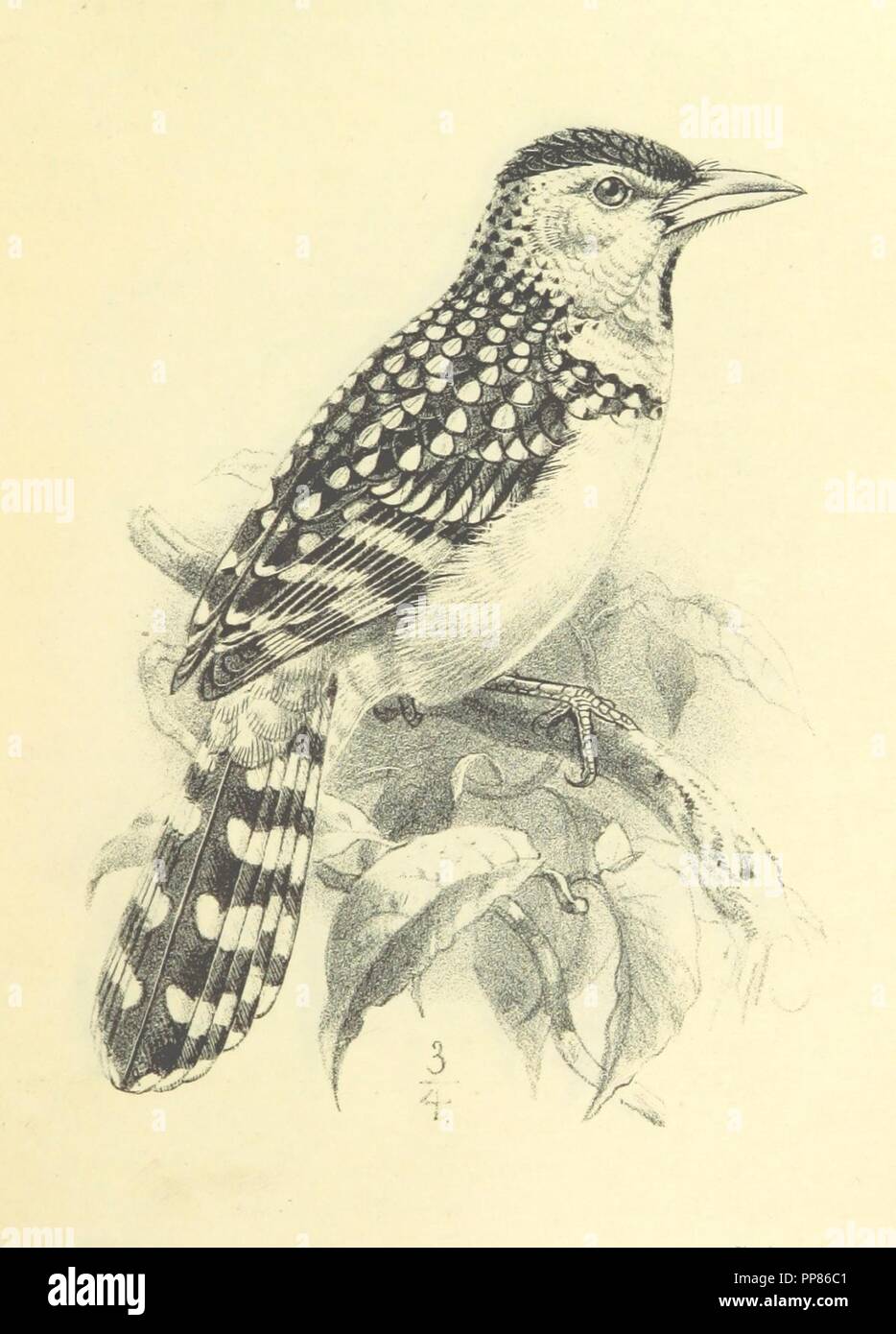 Image from page 213 of 'The Unknown Horn of Africa. An exploration from ...