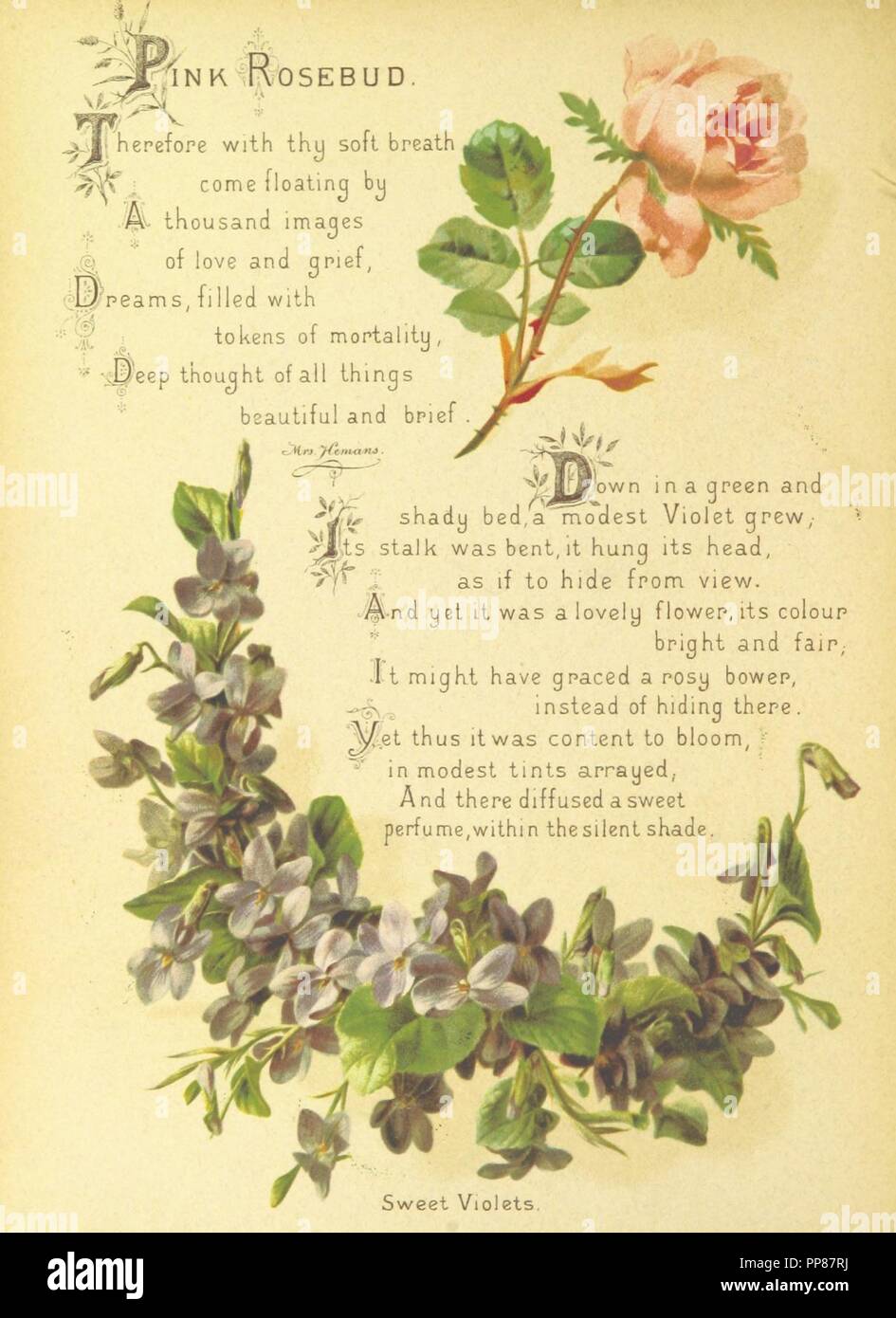 Artistic language flowers illustrations image hi-res stock photography ...