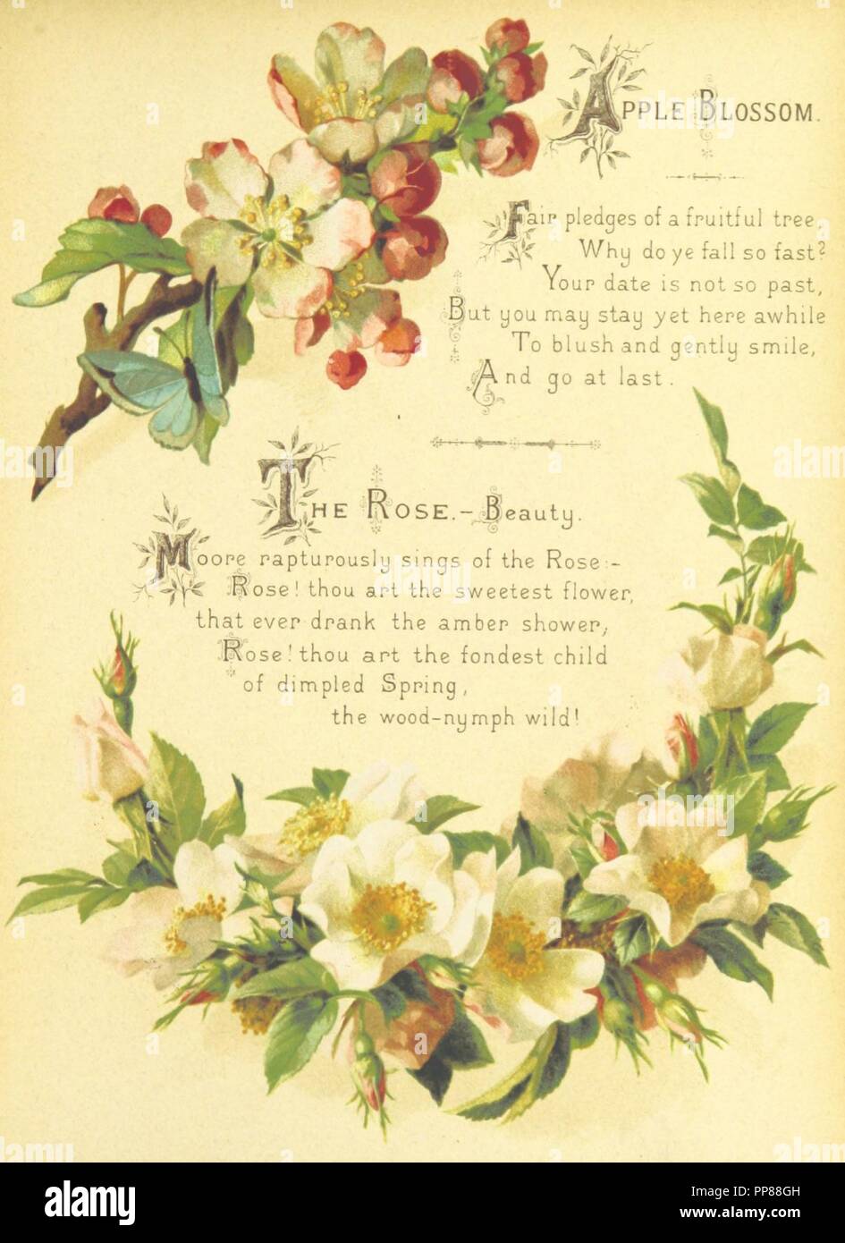 Artistic language flowers illustrations image hi-res stock photography ...