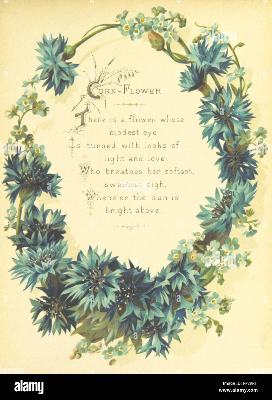 Artistic language flowers illustrations image hi-res stock photography ...