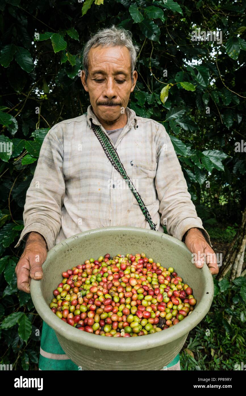 Recoleccion de cafe hi-res stock photography and images - Alamy