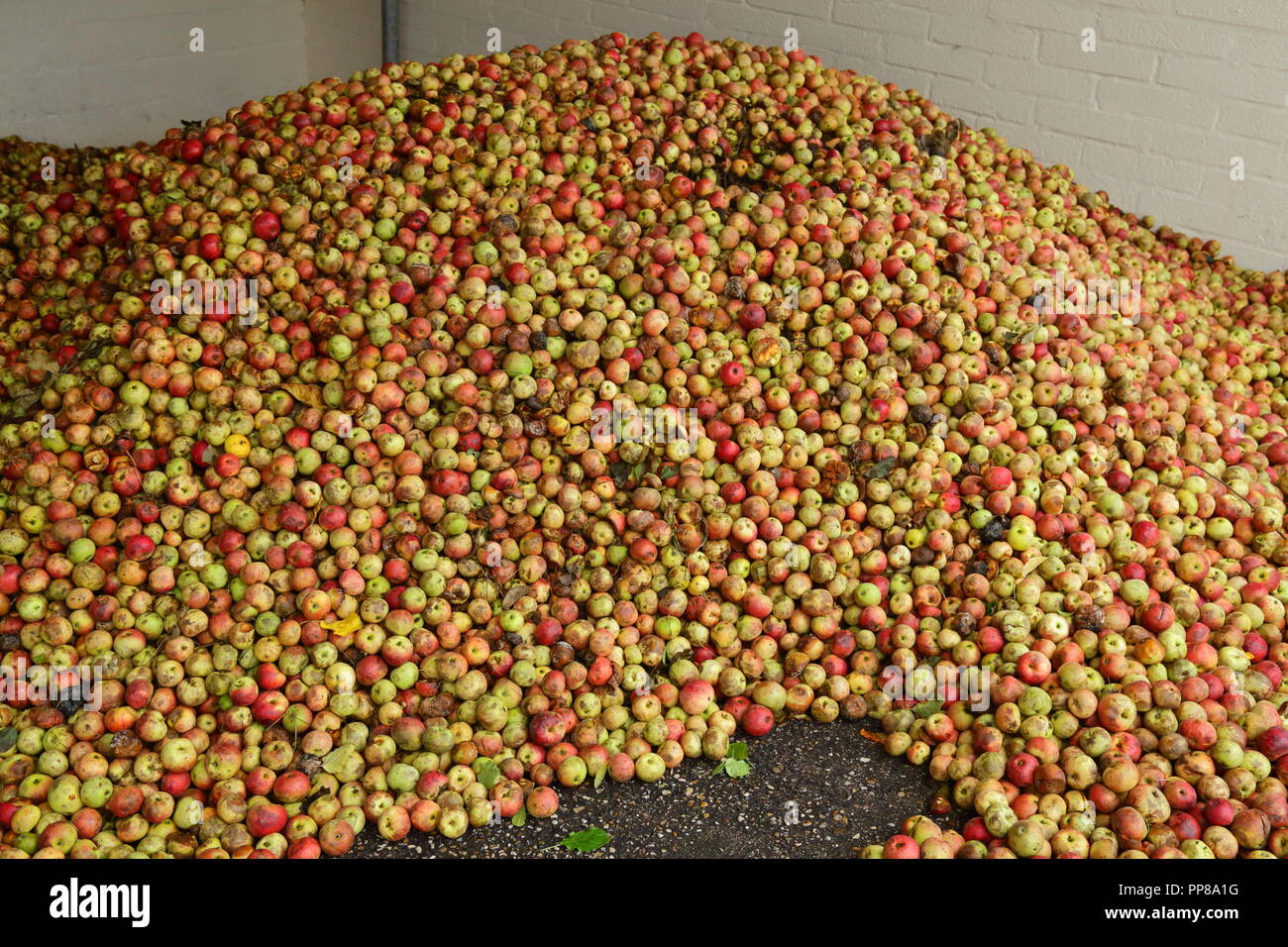 Large pile of apples in cider brewery in Somerset Stock Photo - Alamy