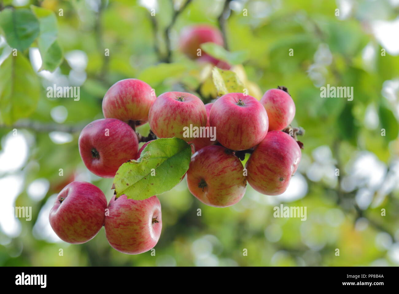 British orchard hi-res stock photography and images - Alamy