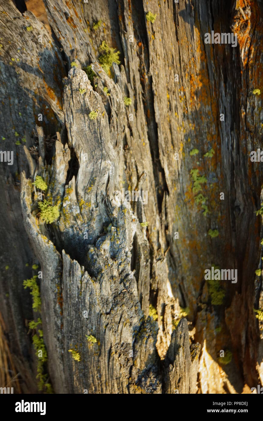 Juniper forms and textures Stock Photo - Alamy