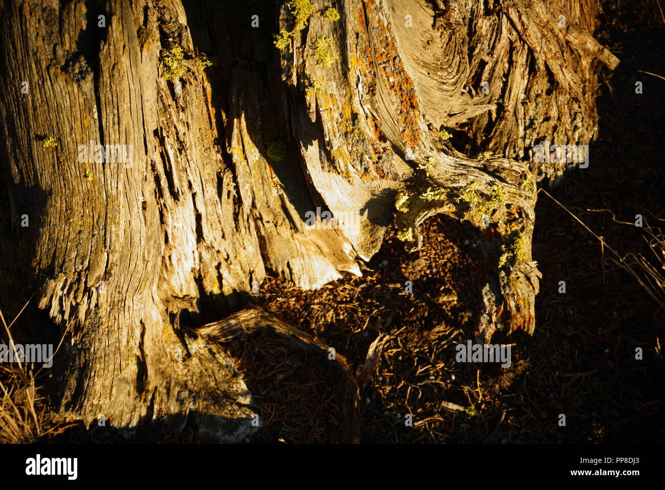 Juniper forms and textures Stock Photo - Alamy