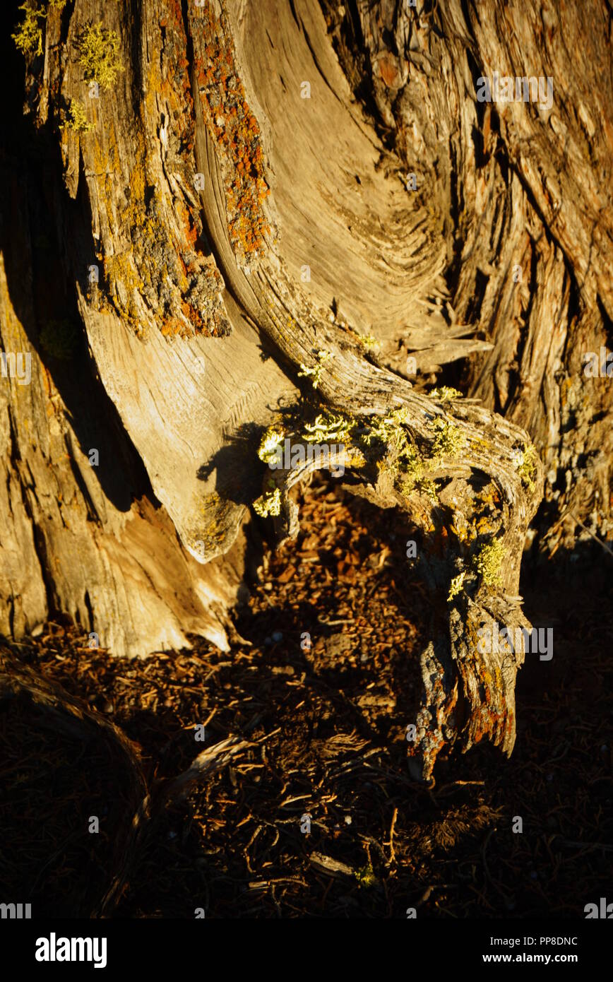 Juniper forms and textures Stock Photo - Alamy