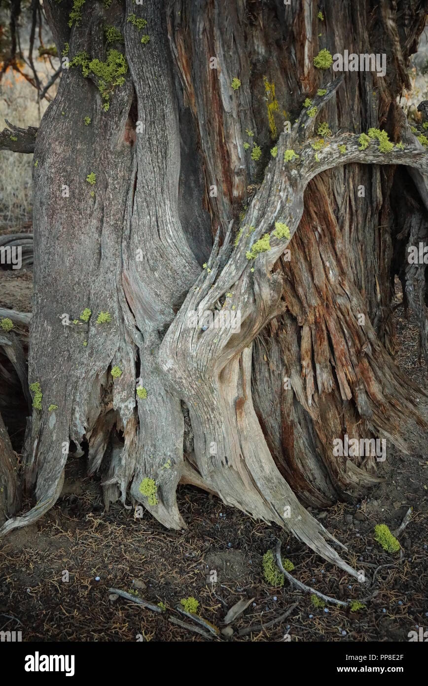 Juniper forms and textures Stock Photo - Alamy