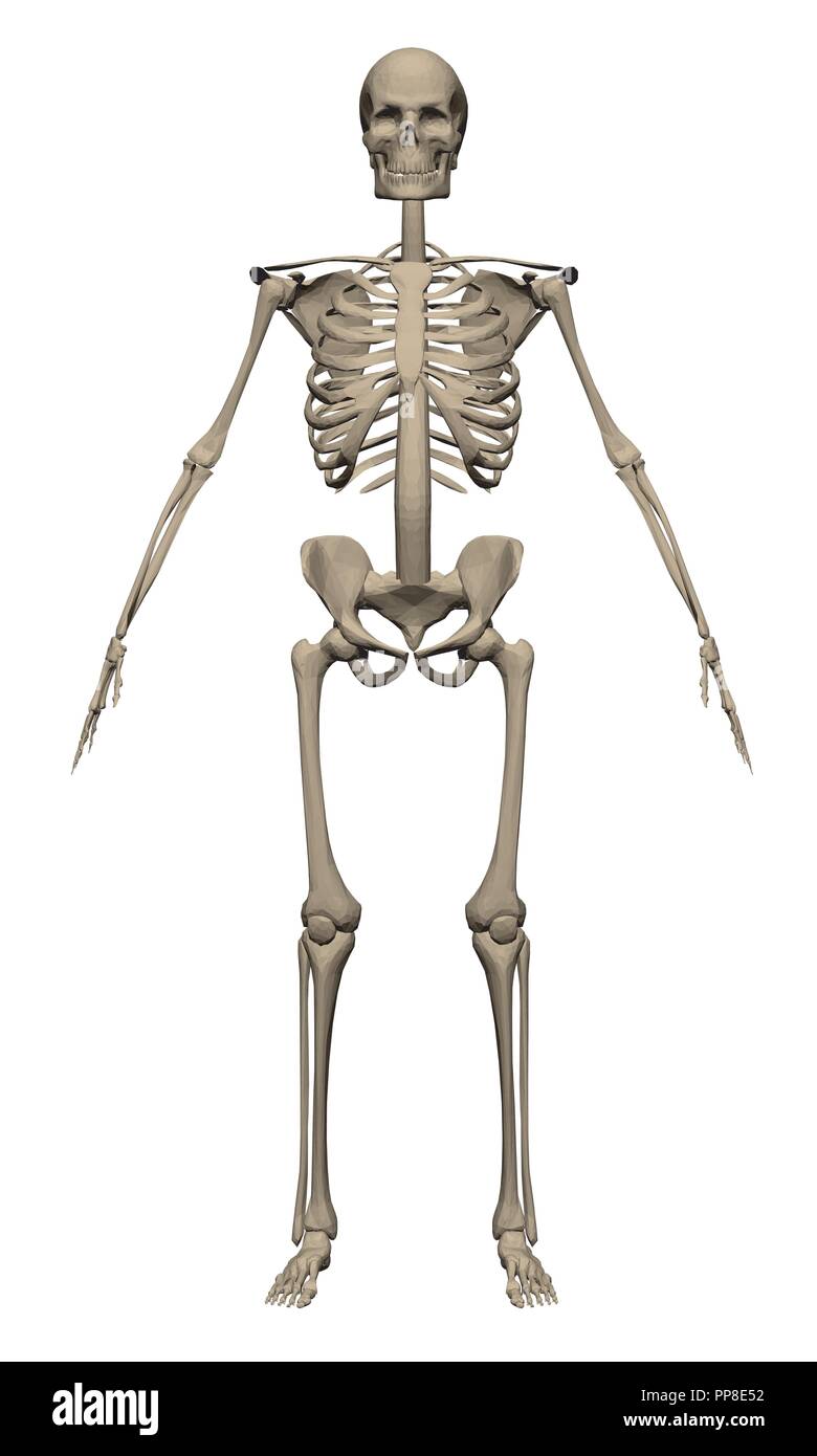 Vector illustration of realistic skeletons. Polygonal structure. 3D ...