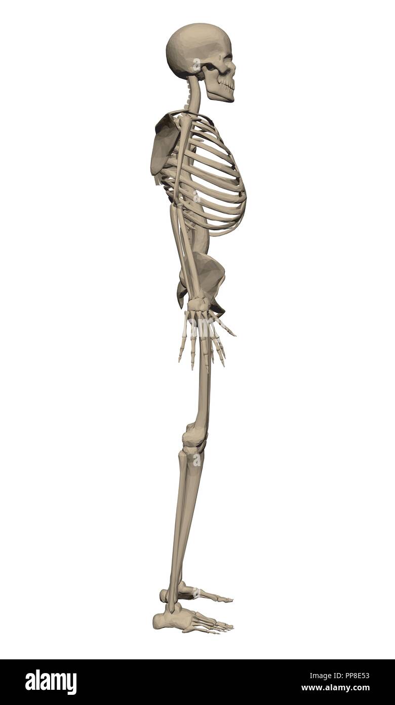 Vector illustration of realistic skeletons. Polygonal structure. 3D ...