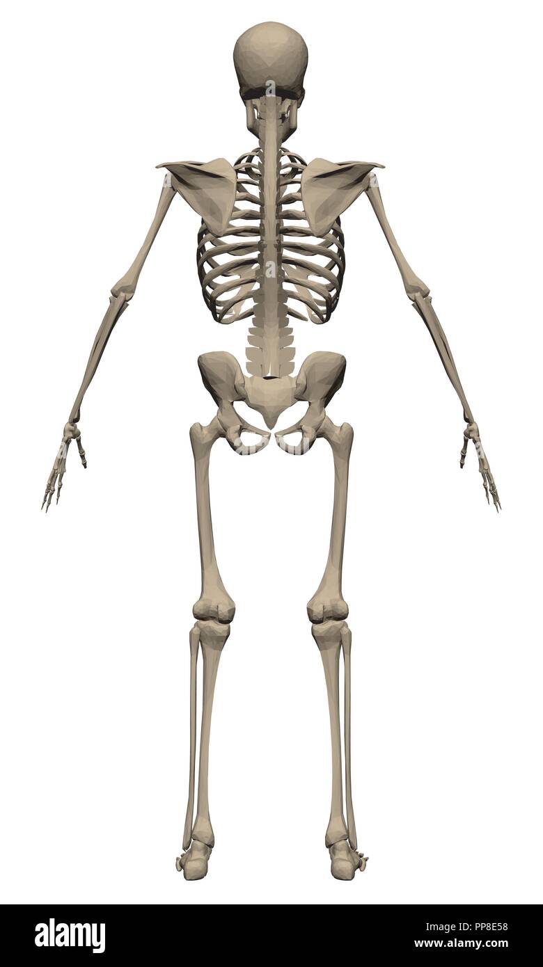 Vector illustration of realistic skeletons. Polygonal structure. 3D ...