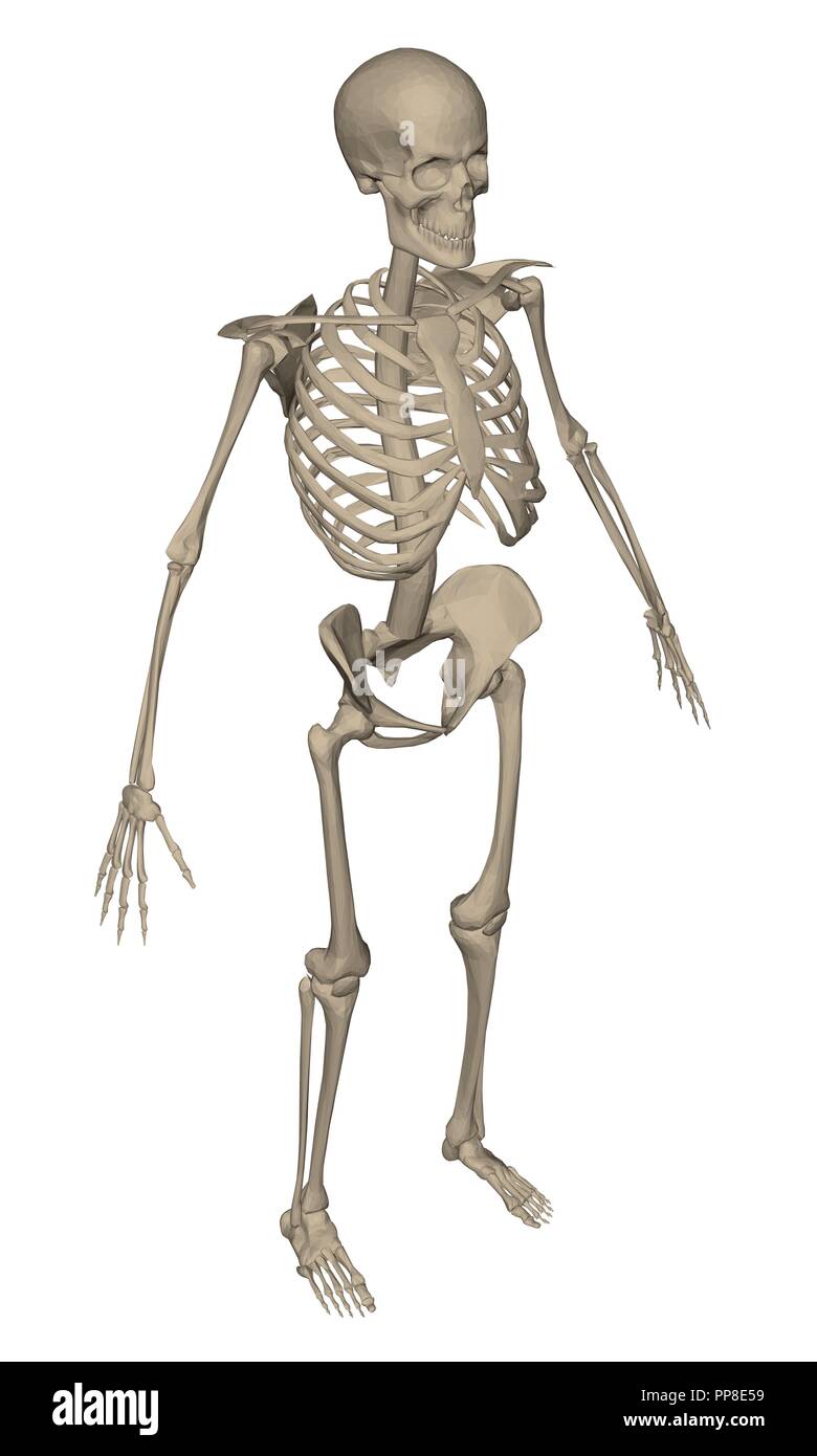 Realistic foot bones anatomy hi-res stock photography and images - Alamy