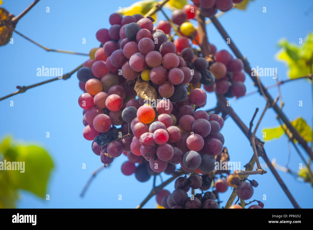 Bunches of ripe and spoiled red grapes growing on vines just before ...