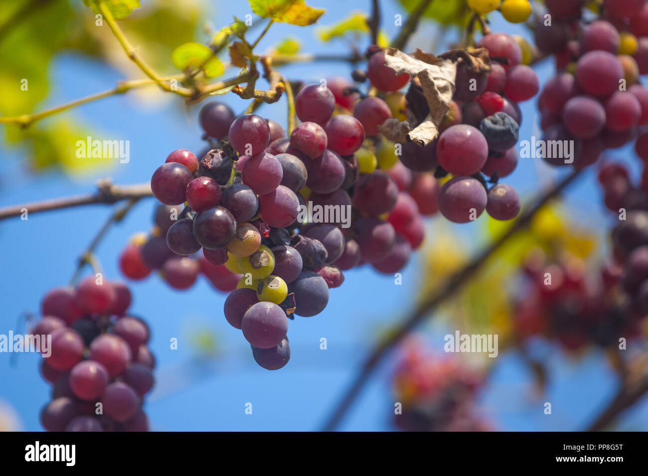 Bunches of ripe and spoiled red grapes growing on vines just before ...