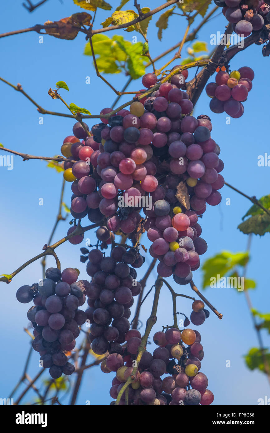 Spoiled grapes hi-res stock photography and images - Alamy
