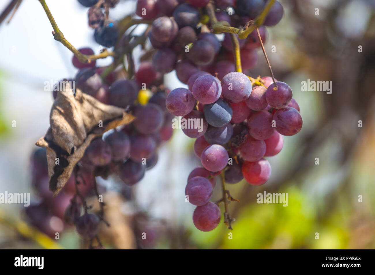 Bunches of ripe and spoiled red grapes growing on vines just before ...