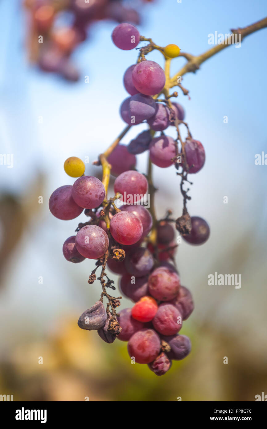 Bunches of ripe and spoiled red grapes growing on vines just before ...