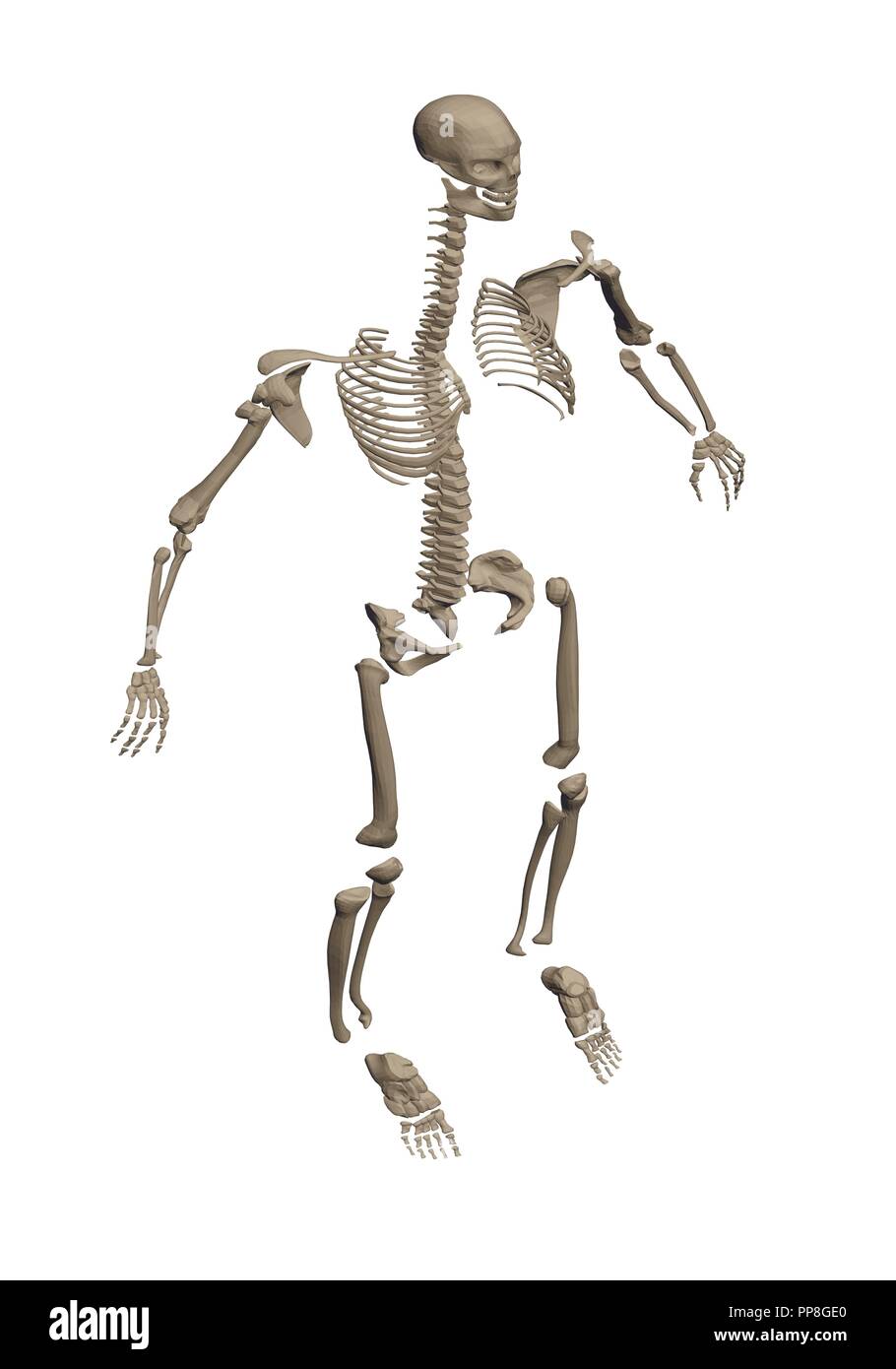 A human skeleton disassembled into bones for study. 3D. Isometry ...