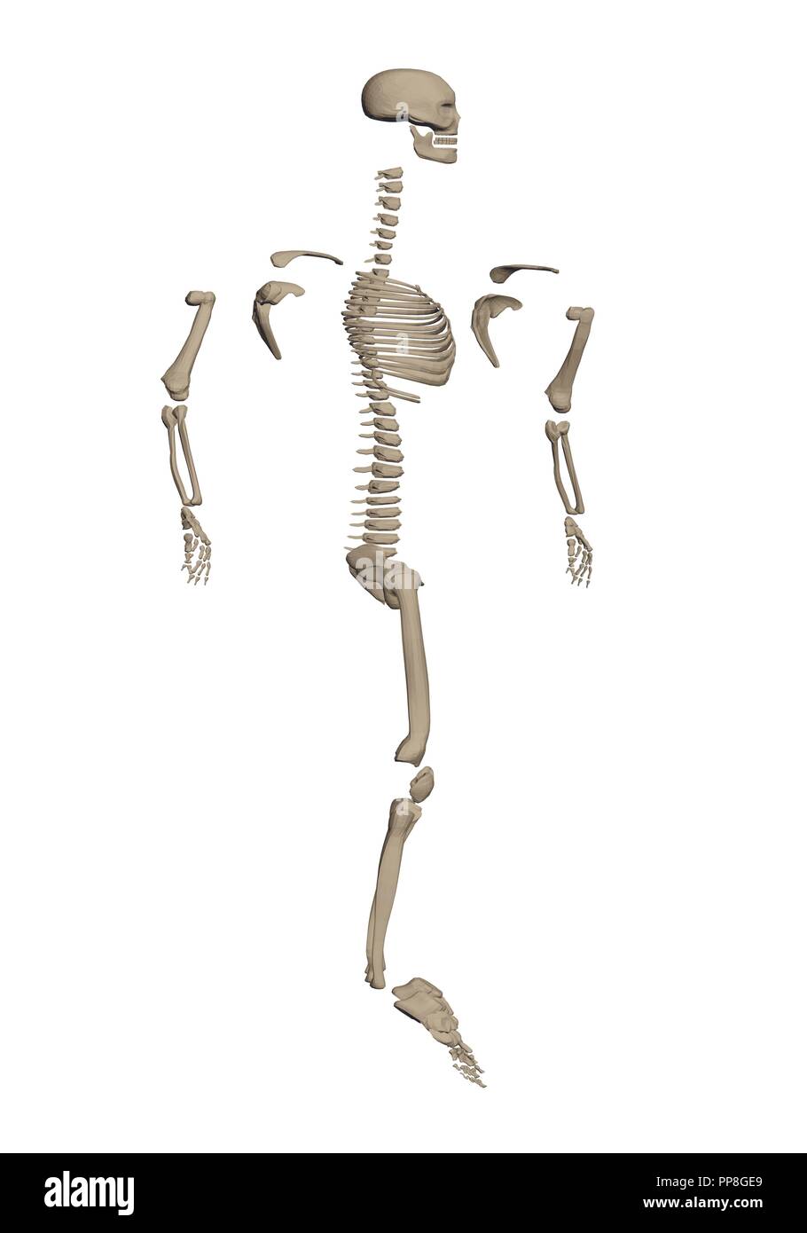 A human skeleton disassembled into bones for study. 3D. Side view ...