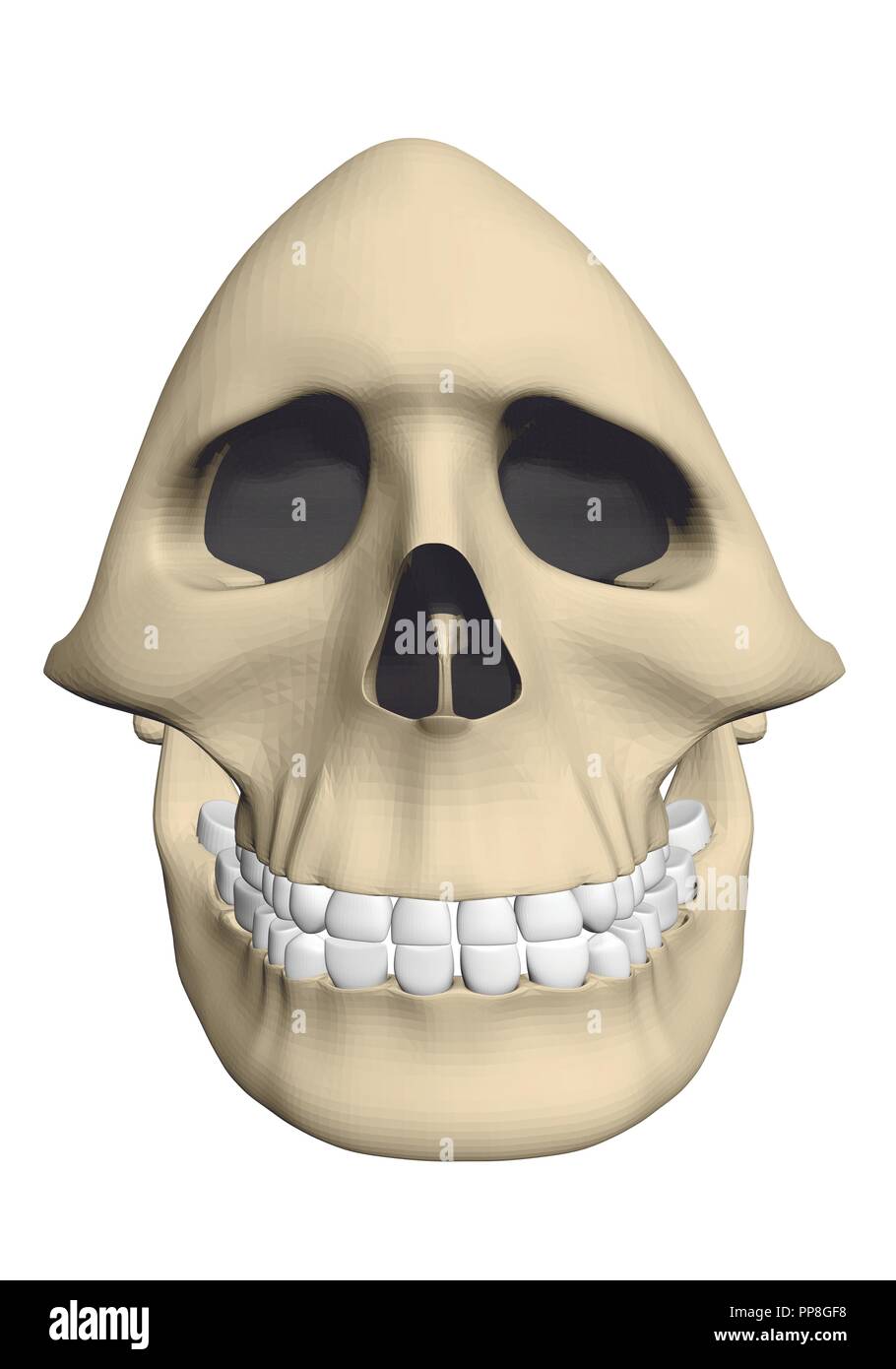 Vector illustration of a human skull of unusual shape. Cartoon style ...