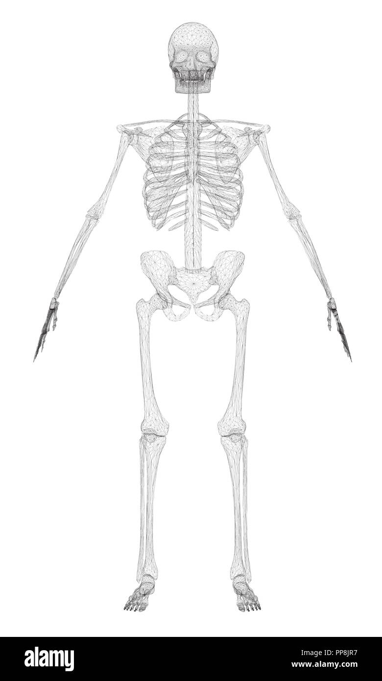 The polygonal skeleton of the person 3D. The outline of a human ...