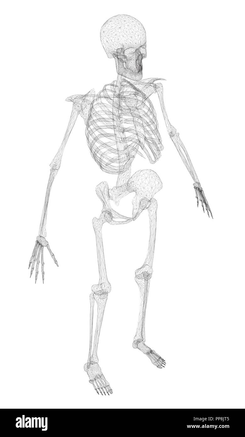 The polygonal skeleton of the person 3D. The outline of a human ...