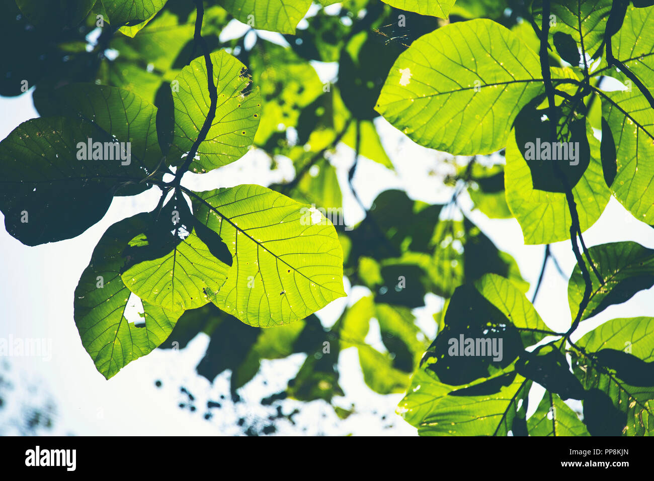 Green leaf, Rim Light Stock Photo - Alamy