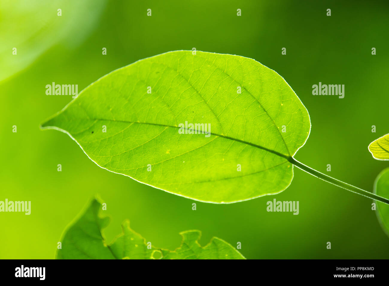 Green leaf, Rim Light Stock Photo - Alamy