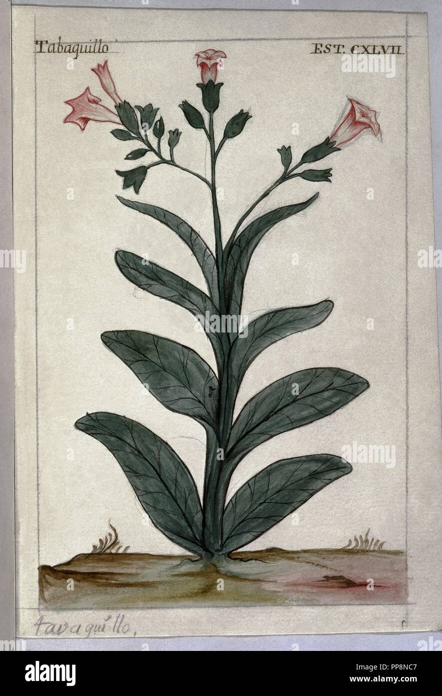 CODEX TRUJILLO, PERU - BOOK III - ESTAMPA CXLVII - TABAQUILLO ...