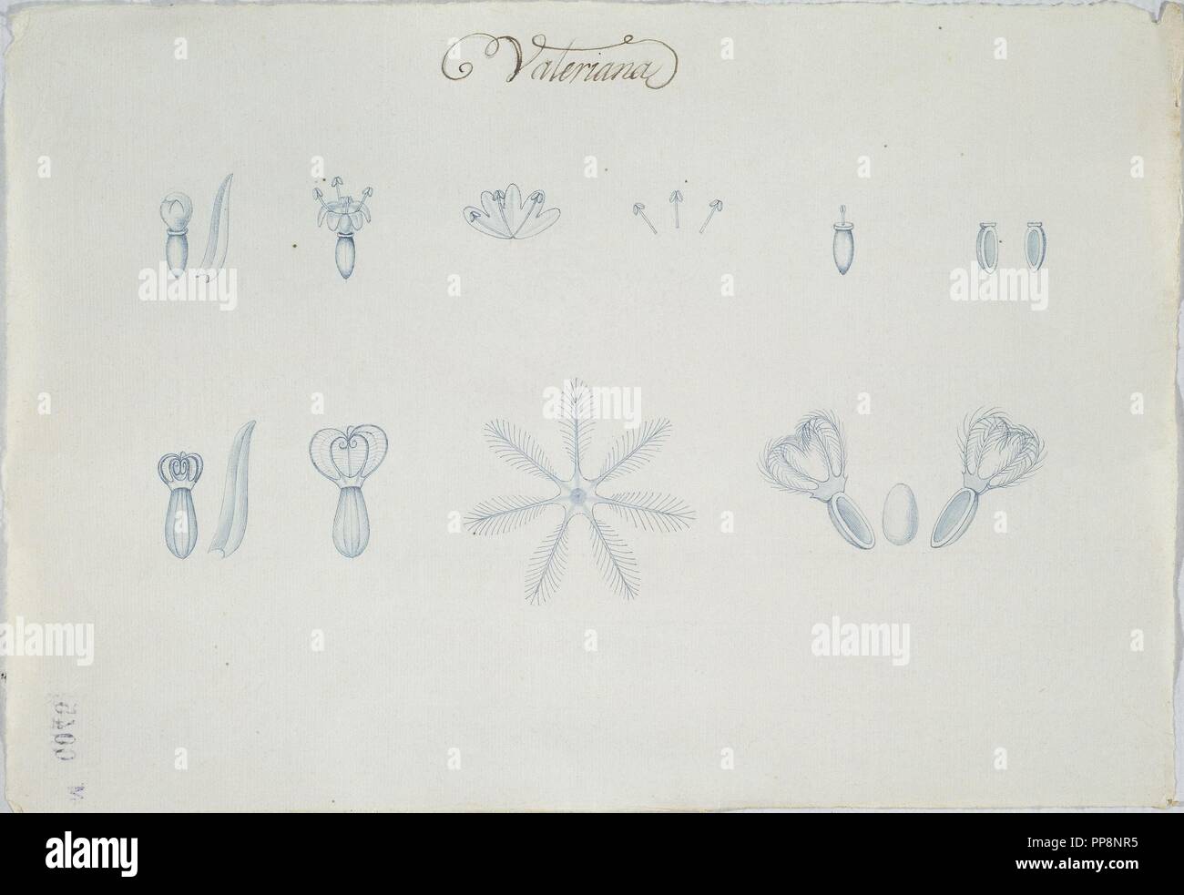 FLORA OF THE ROYAL BOTANICAL EXPEDITION OF THE NEW KINGDOM OF GRANADA ...