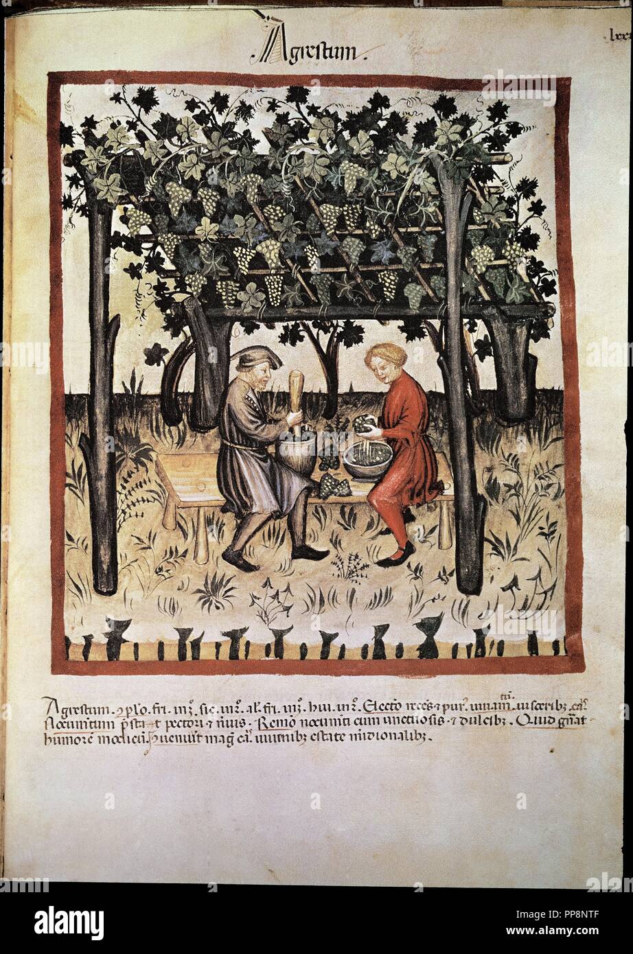 TACUINUM SANITATIS - WINE HARVEST (AGRUM ACID WINE) - MEDIEVAL ...