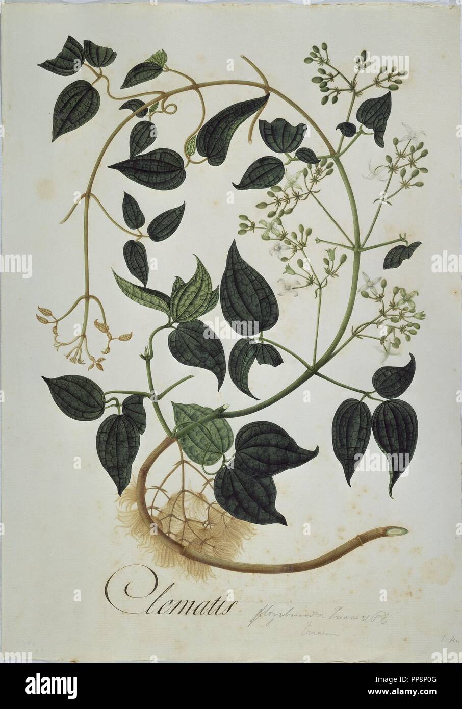 FLORA OF THE ROYAL BOTANICAL EXPEDITION OF THE NEW KINGDOM OF GRANADA ...