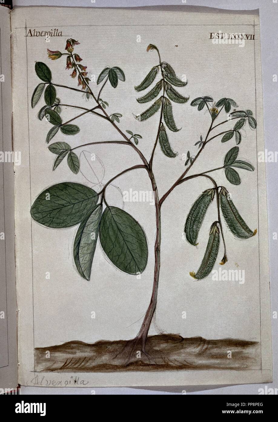 CODEX TRUJILLO, PERU - BOOK III - ESTAMPA LXXXVII - ALVERGILLA ...