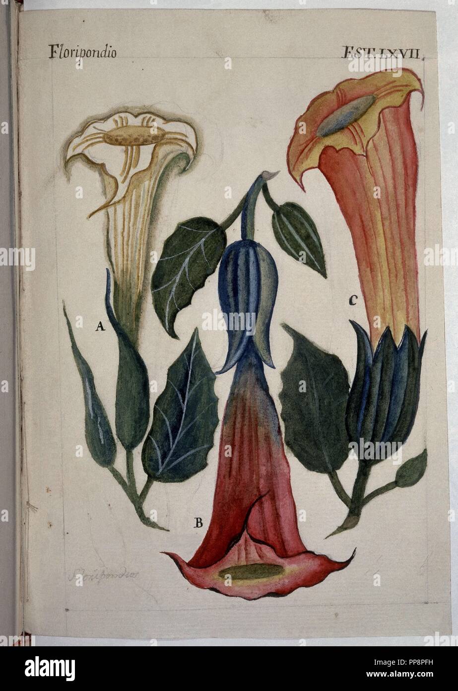 CODEX TRUJILLO, PERU - BOOK III - ESTAMPA XLVII - FLORIPONDIO ...