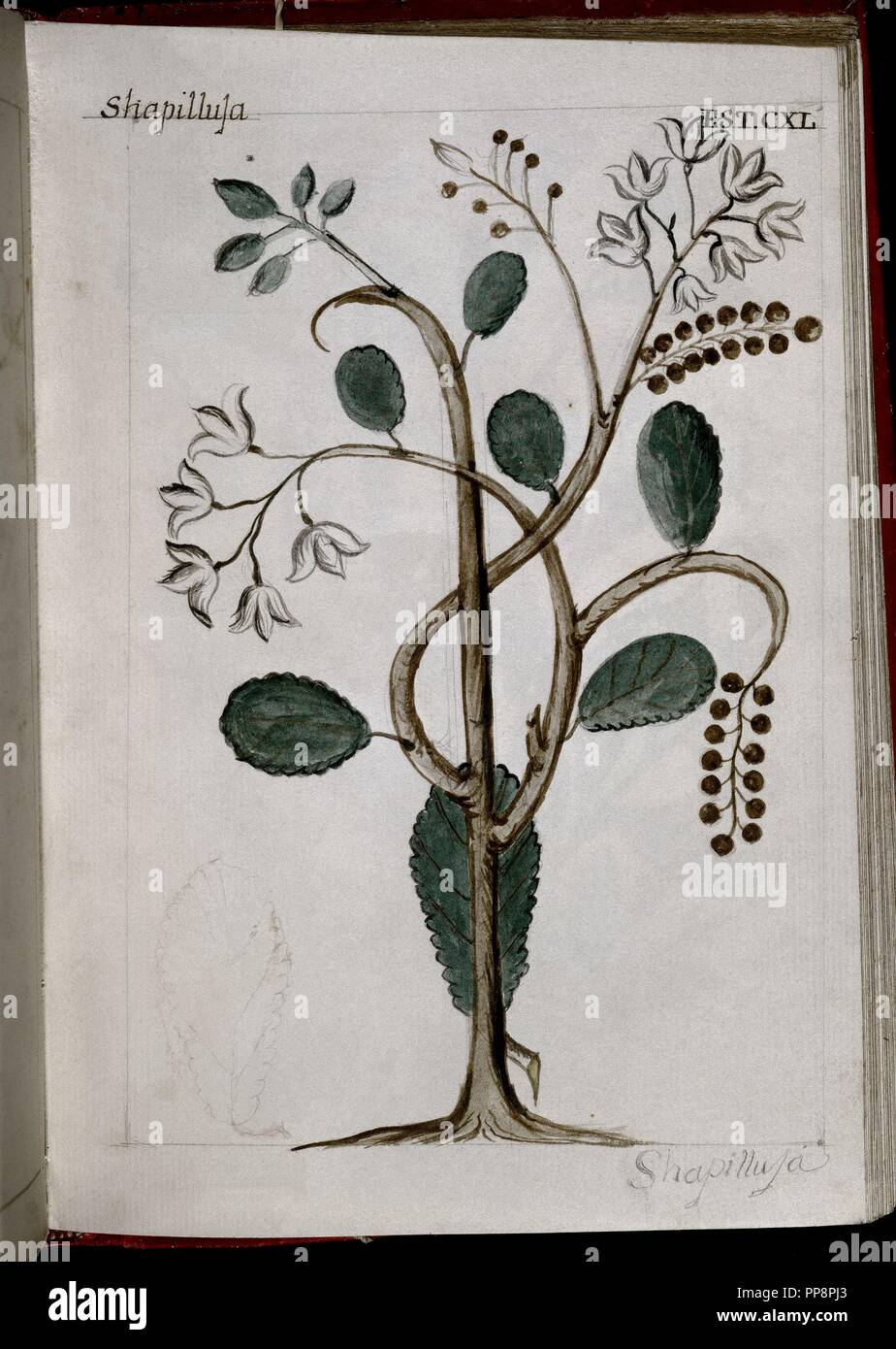 CODEX TRUJILLO, PERU - BOOK III - ESTAMPA CXL - SHAPILLUJA - AQUARELA ...
