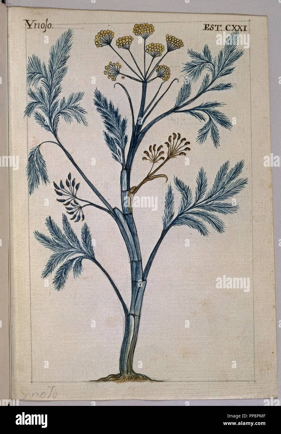 CODEX TRUJILLO, PERU - BOOK III - ESTAMPA CXXI ??- YNOJO - WATERCOLOR ...