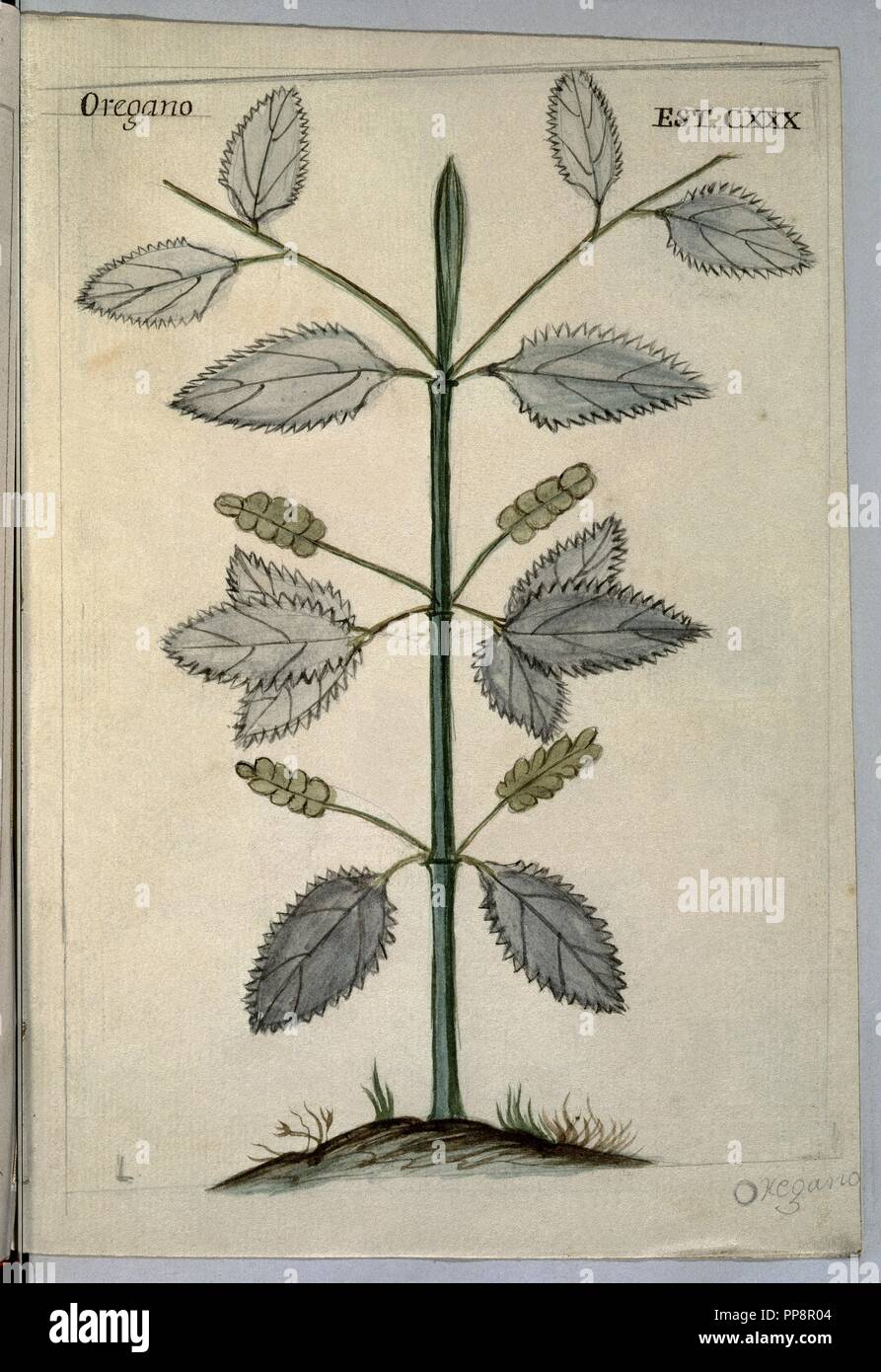 CODEX TRUJILLO, PERU - BOOK III - ESTAMPA CXXX - OREGANO - AQUARELA ...
