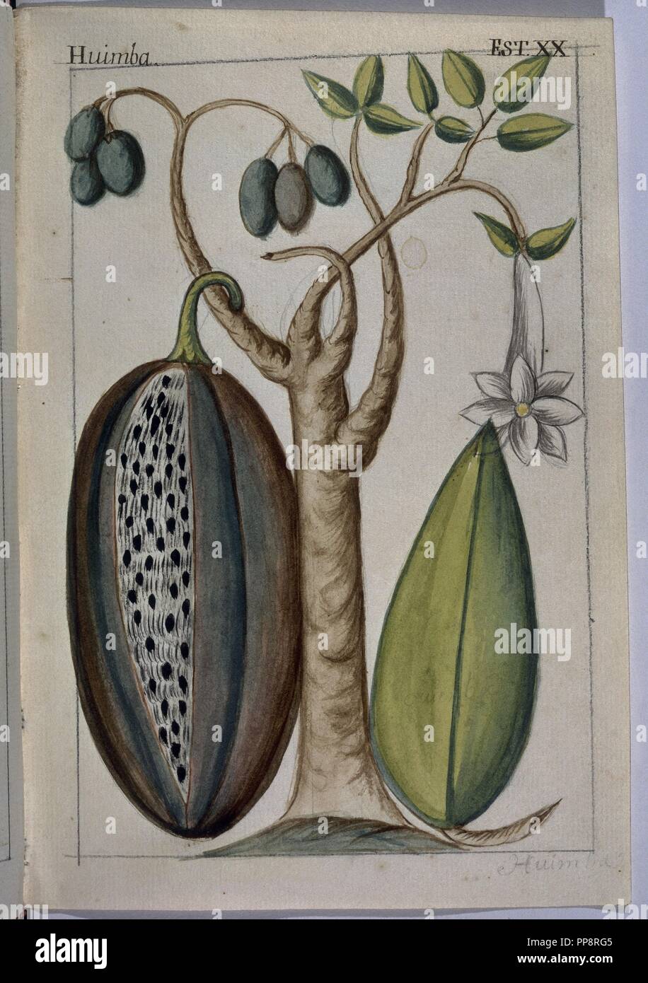 CODEX TRUJILLO, PERU - BOOK III - ESTAMPA XX - HUIMBA - AQUARELA - 18TH ...