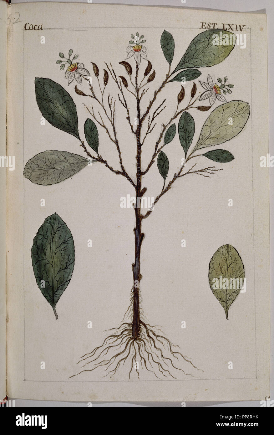 CODEX TRUJILLO, PERU - BOOK III - ESTAMPA LXIV - COCA - AQUARELA - 18TH ...