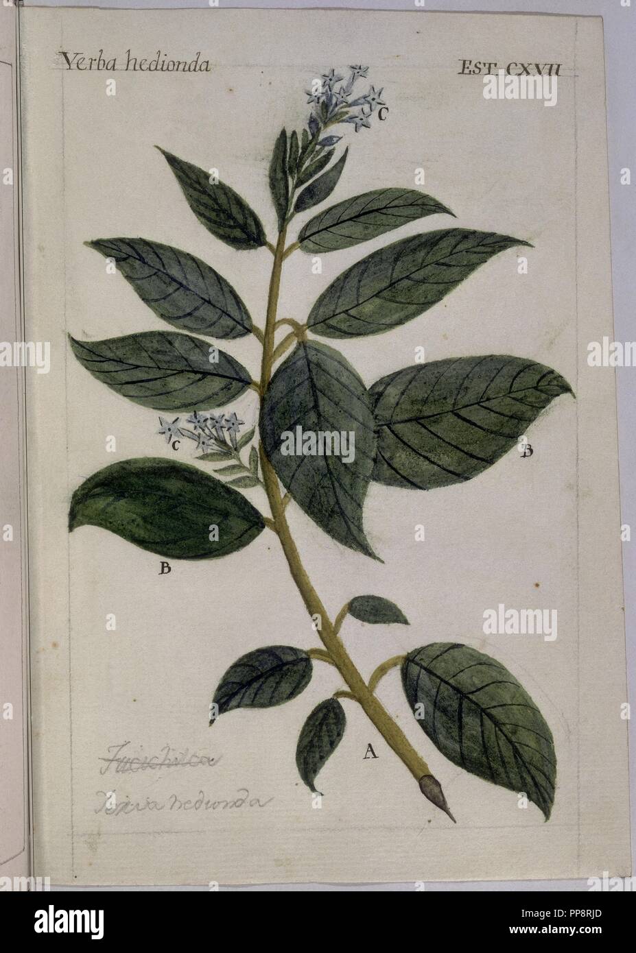 CODEX TRUJILLO, PERU - BOOK III - ESTAMPA CXVII - YERBA HEDIONDA ...