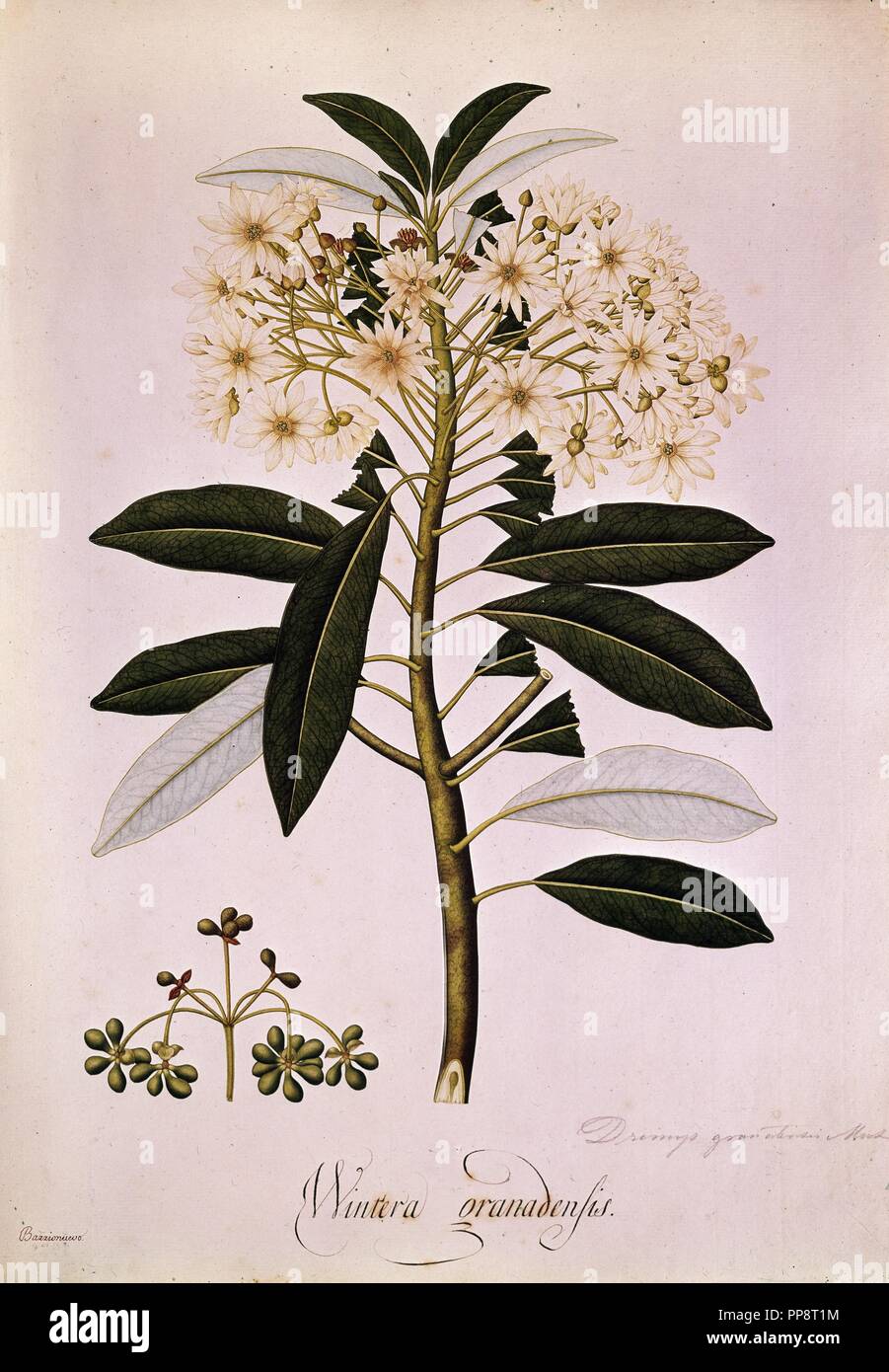 FLORA OF THE ROYAL BOTANICAL EXPEDITION OF THE NEW KINGDOM OF GRANADA ...