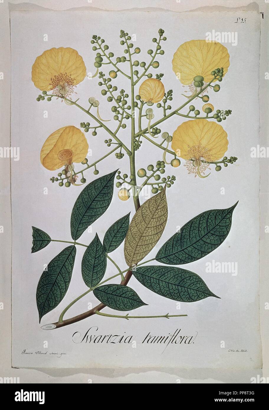 FLORA OF THE ROYAL BOTANICAL EXPEDITION OF THE NEW KINGDOM OF GRANADA ...