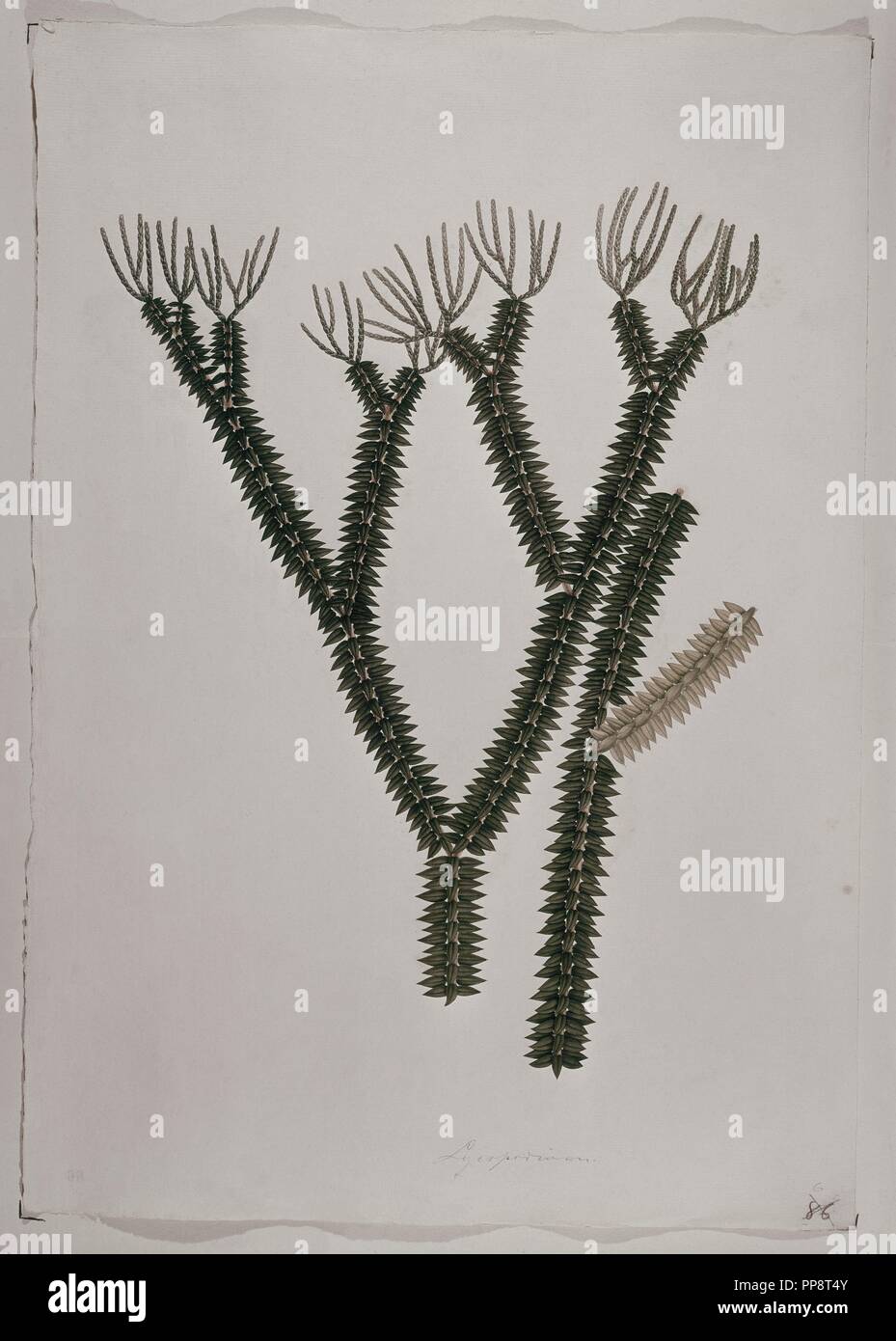 FLORA OF THE ROYAL BOTANICAL EXPEDITION OF THE NEW KINGDOM OF GRANADA ...