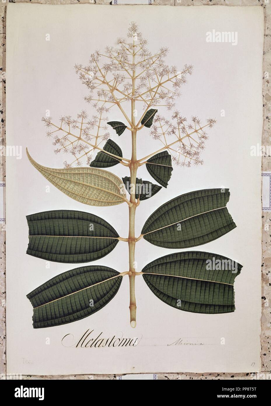 MELASTOMA MICONIA - FLORA OF THE ROYAL BOTANICAL EXPEDITION OF THE NEW ...