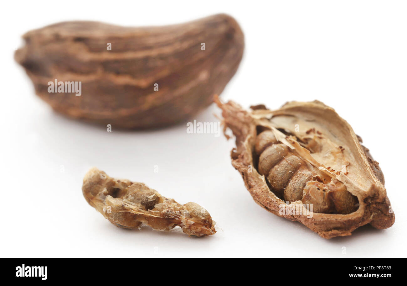 Black cardamom over white background Stock Photo - Alamy