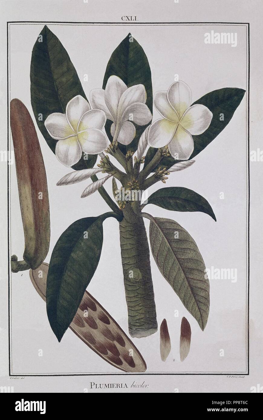 FLORA OF THE ROYAL BOTANICAL EXPEDITION OF THE NEW KINGDOM OF GRANADA ...