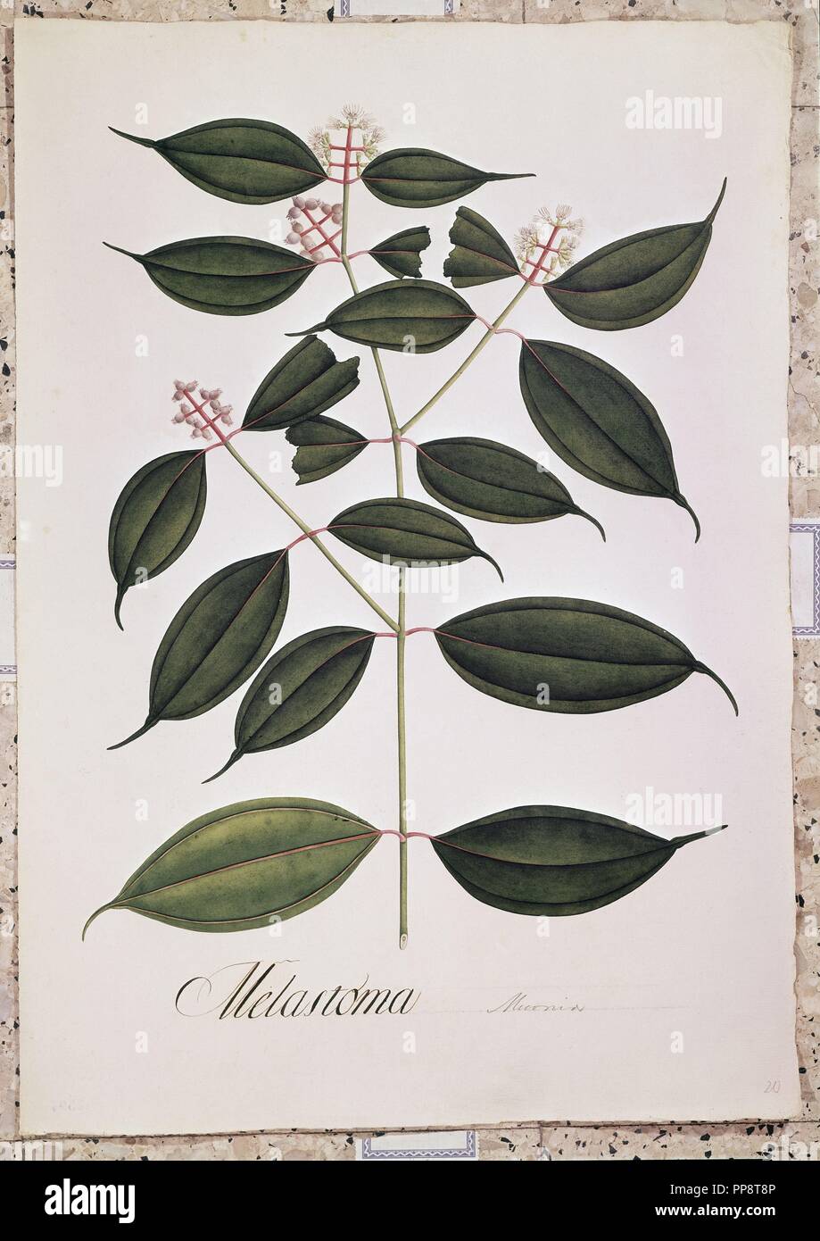 MICONIA LATERIFLORA - FLORA OF THE ROYAL BOTANICAL EXPEDITION OF THE ...