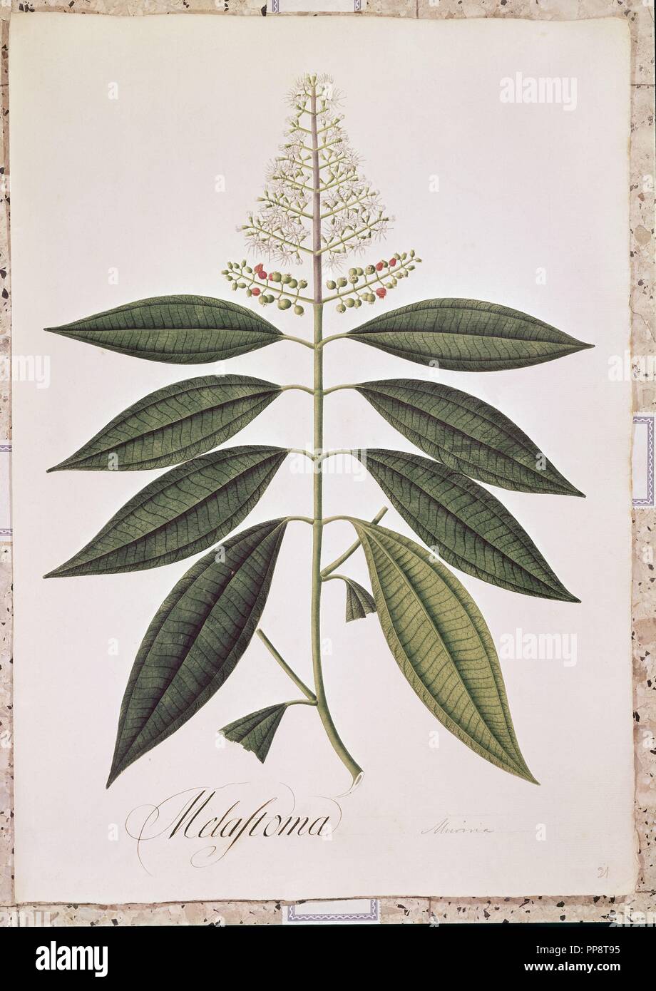 MICONIA - FLORA OF THE ROYAL BOTANICAL EXPEDITION OF THE NEW KINGDOM OF ...