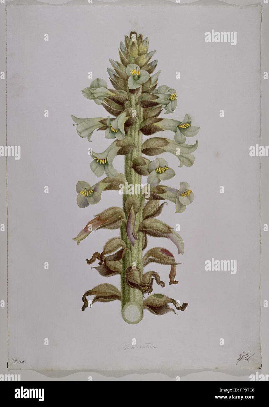 FLORA OF THE ROYAL BOTANICAL EXPEDITION OF THE NEW KINGDOM OF GRANADA ...