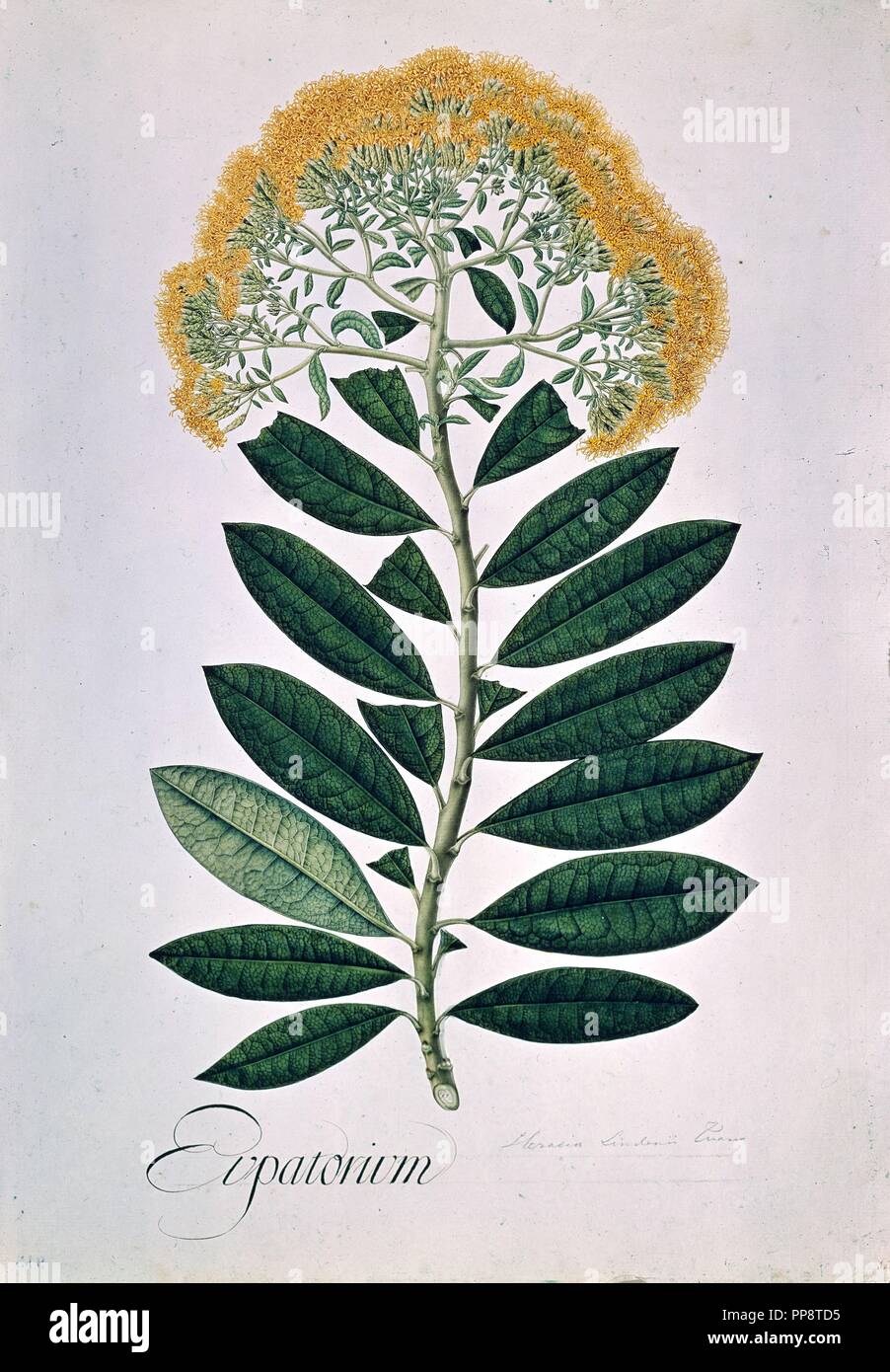 FLORA OF THE ROYAL BOTANICAL EXPEDITION OF THE NEW KINGDOM OF GRANADA ...